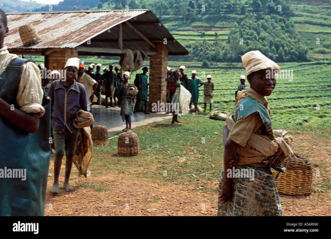 Tea farms in malawi hi-res stock photography and images - Alamy