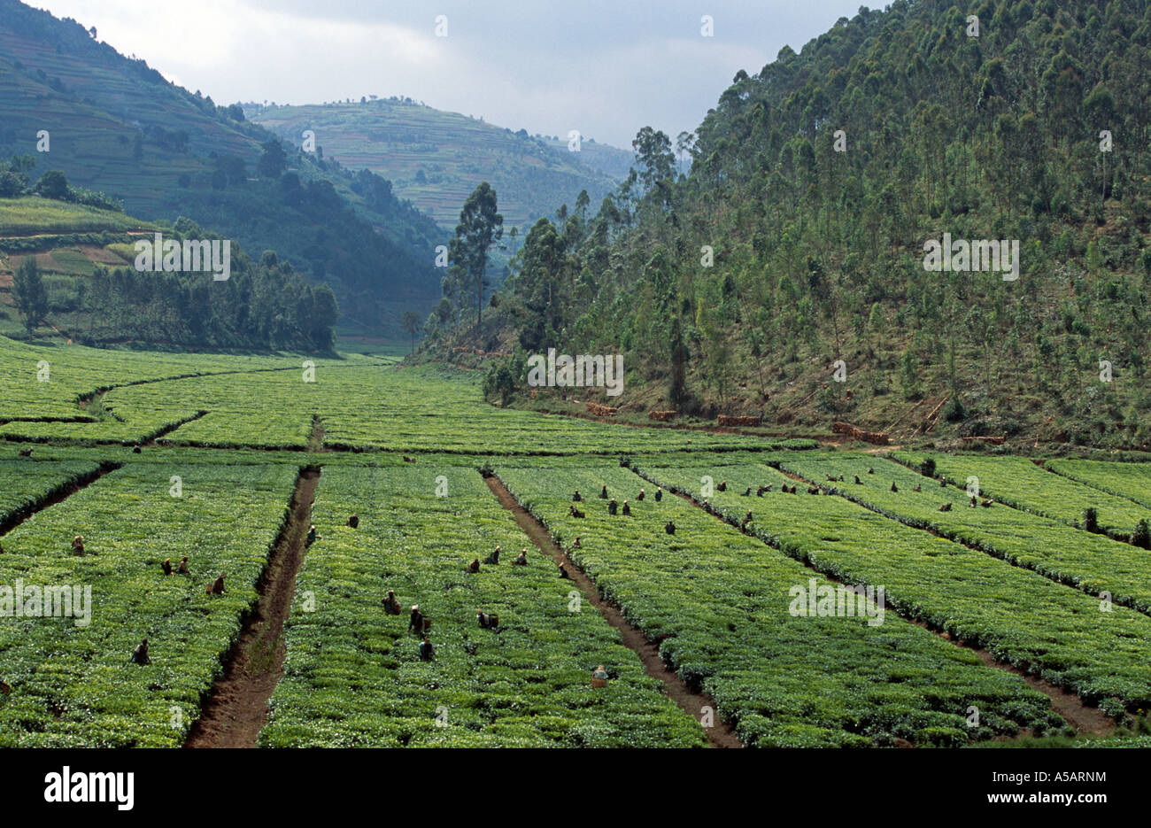 Group of workers working in tea plantation, Malawi, Africa Stock Photo ...