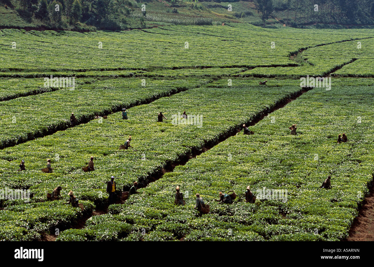Group of workers working in tea plantation, Malawi, Africa Stock Photo ...