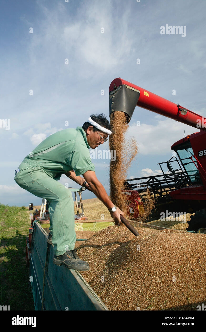 Mature man working on combine hi-res stock photography and images - Alamy