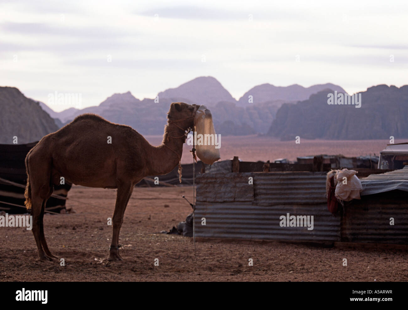 Camel eating from food sack over nose, Wadi Rum, Jordan Stock Photo - Alamy