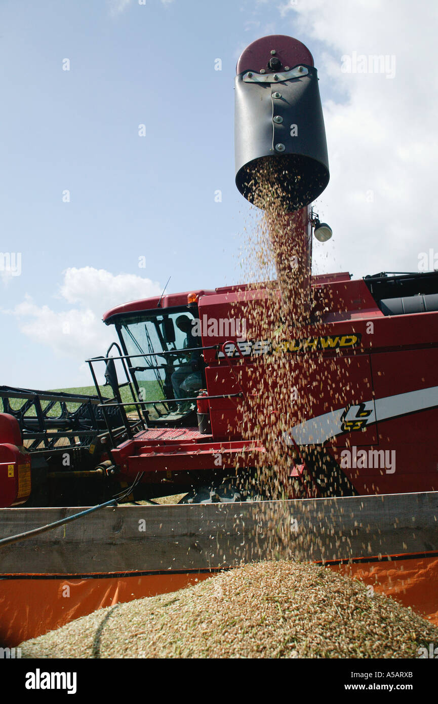 Tipping grain hi-res stock photography and images - Alamy
