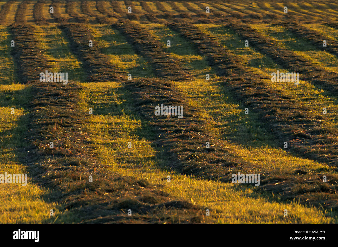 Hayfield field pattern hi-res stock photography and images - Alamy