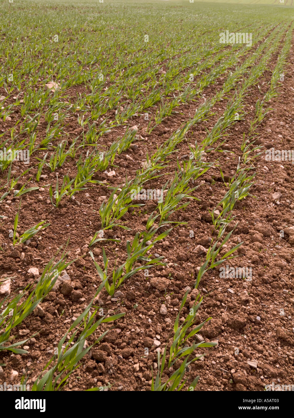 new crops growing in field Stock Photo - Alamy