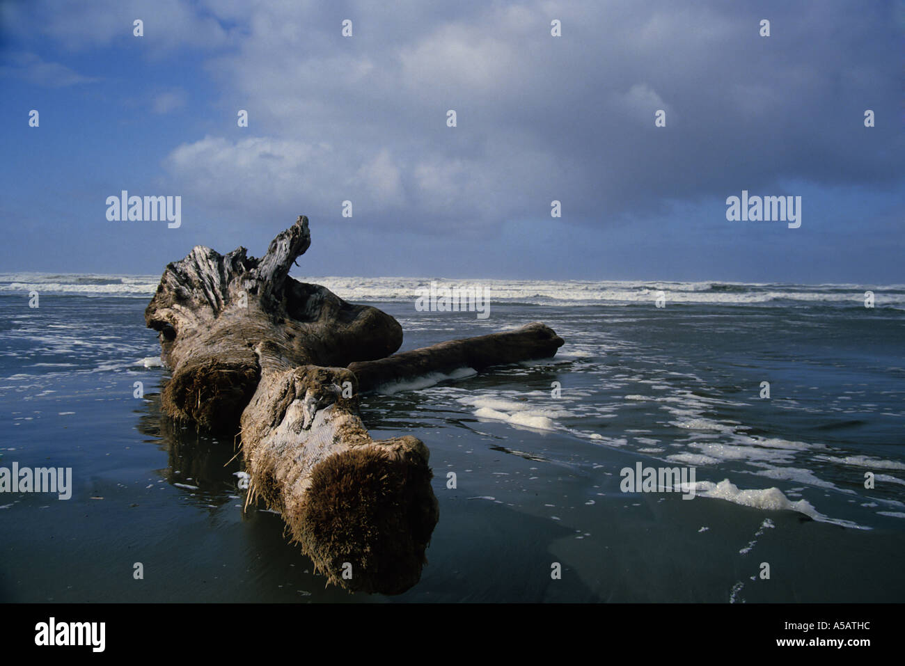 Driftwood on Long Beach Pacific Rim National Park Vancouver Island ...