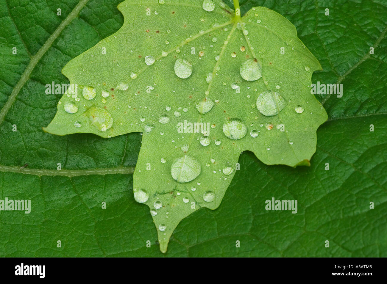 Water drops on leaf Stock Photo - Alamy