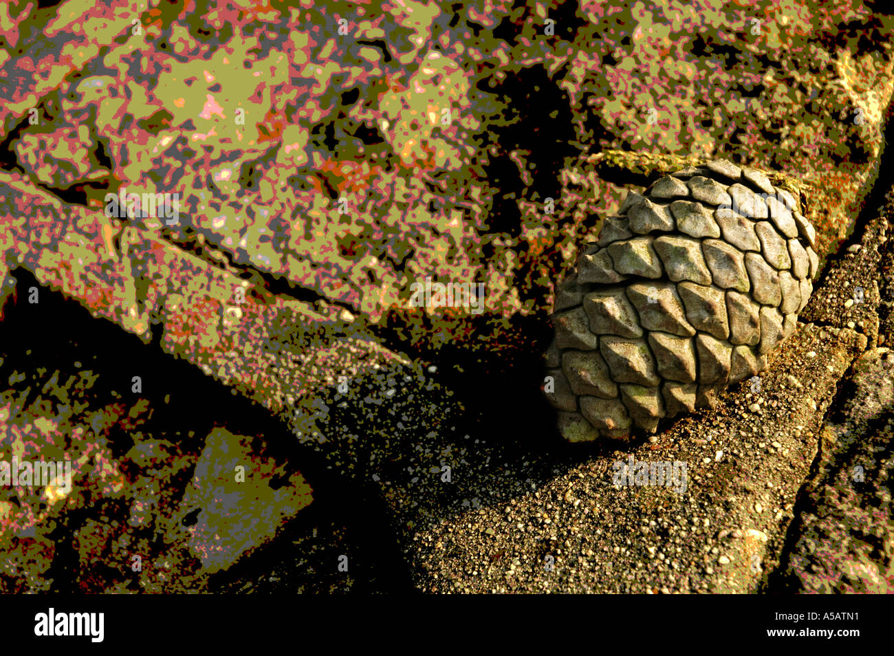 Closed pine cone hi-res stock photography and images - Alamy