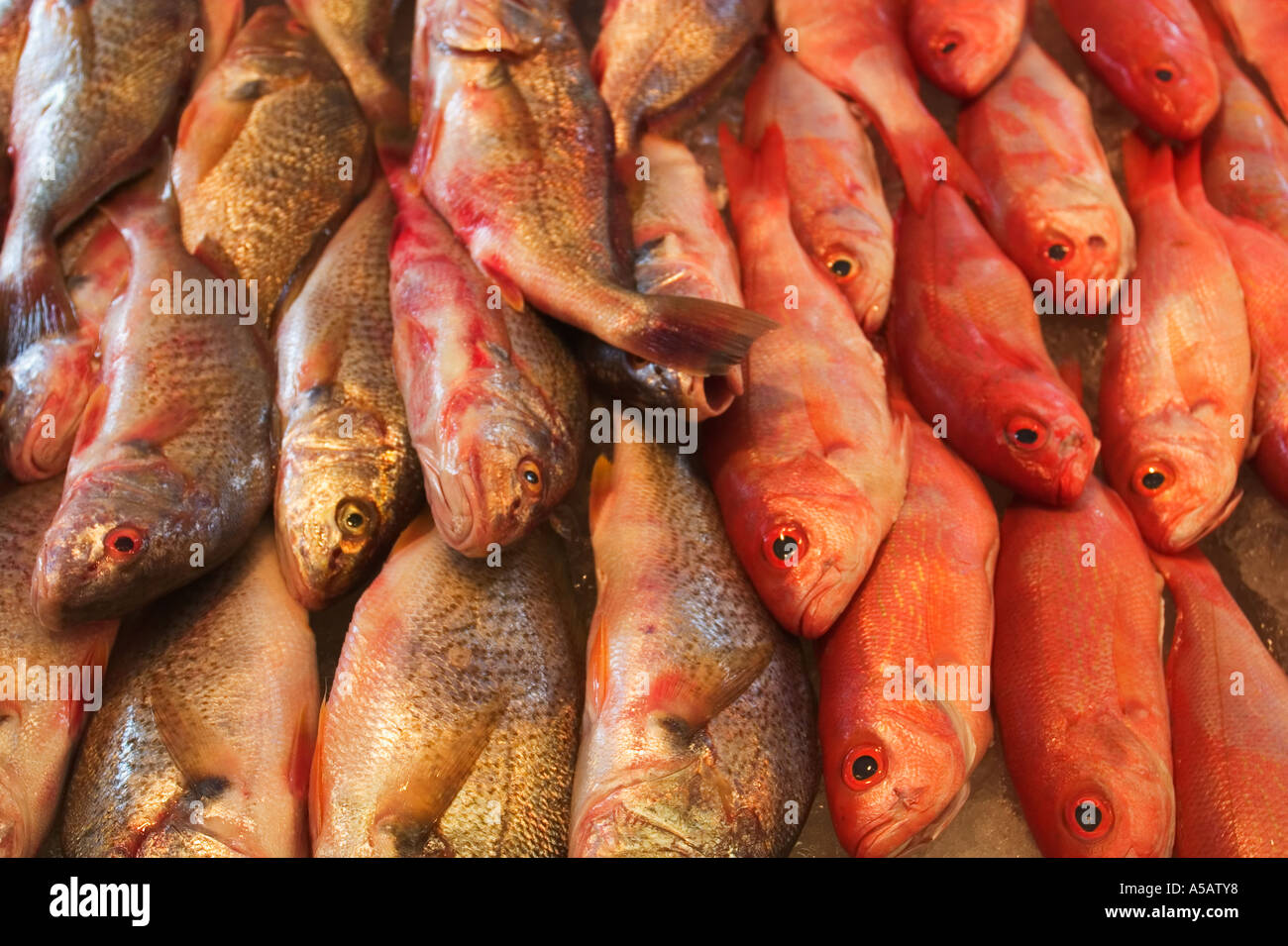 Fish in Kensington Market Toronto Canada Stock Photo - Alamy