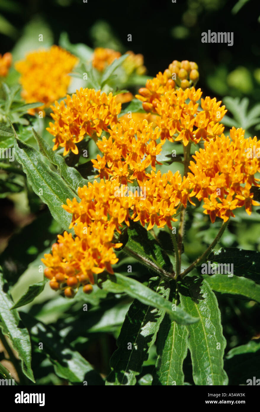 Flowering Orange Butterfly Weed plant, Asclepias tuberosa, a species of ...