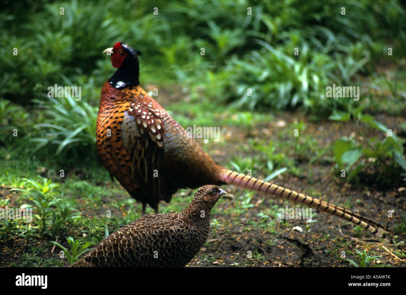 Cock Pheasant Kew Gardens London Stock Photo - Alamy