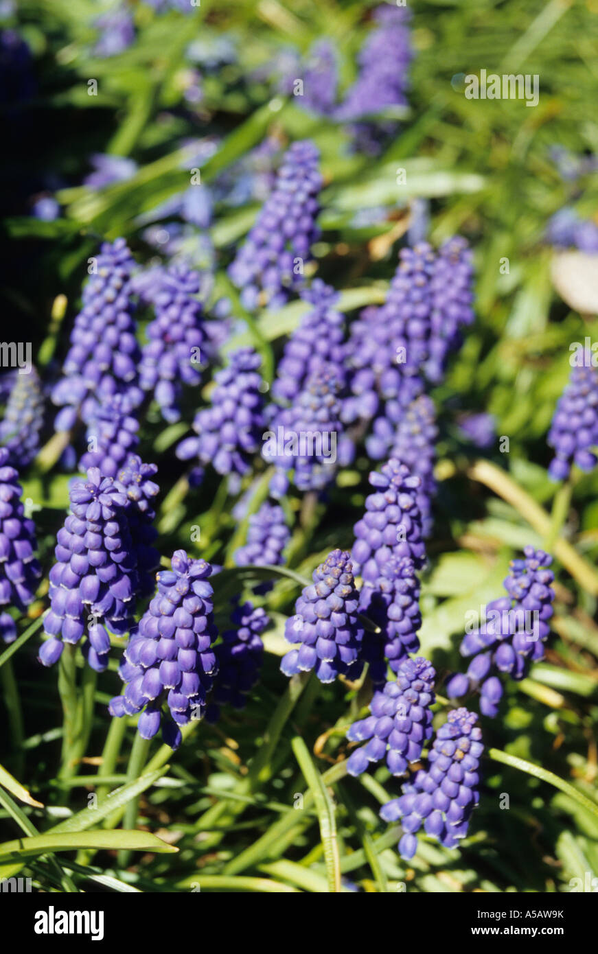 Flowering Muscari, Grape Hyacinth Plant in Bloom Stock Photo - Alamy