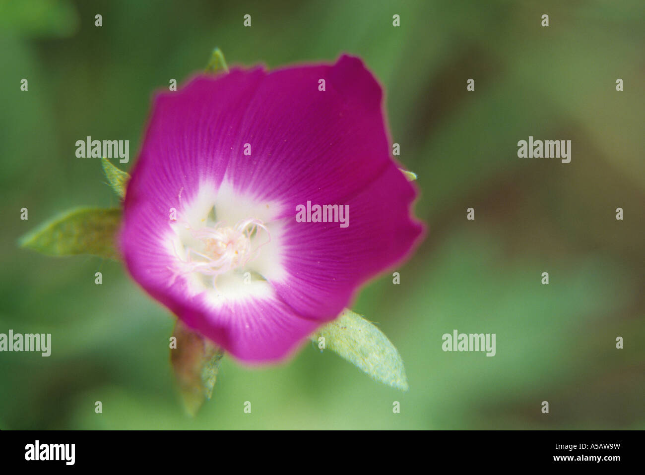 Single Poppy Mallow Flower in Full Bloom Stock Photo - Alamy
