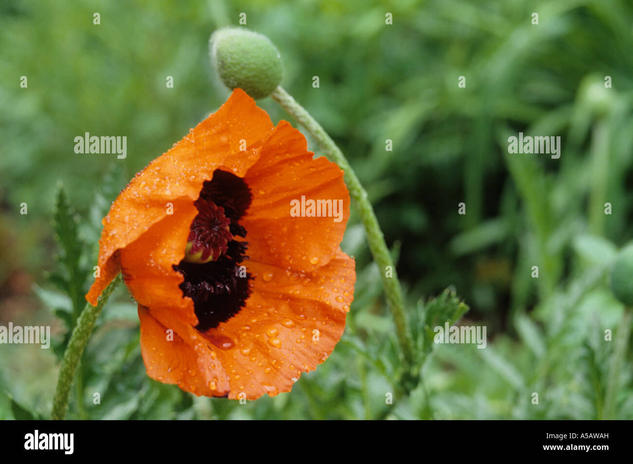 Beautiful Orange Oriental Poppy, Papaver Orientale, Flower in Bloom ...