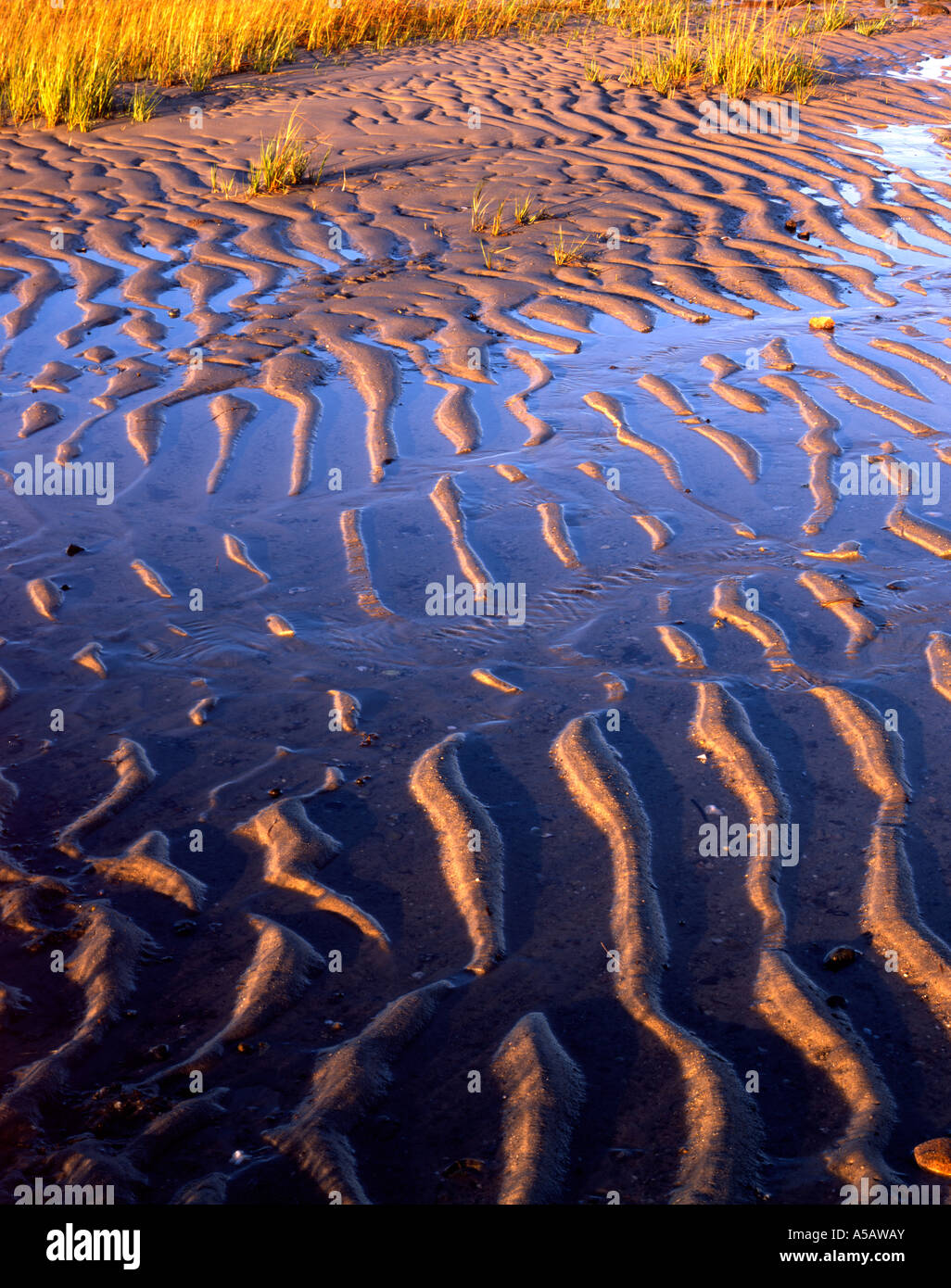 Ocean Sand Ripples with the Outgoing Tide Stock Photo - Alamy