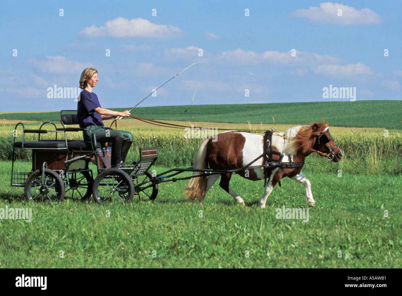 Shetland pony carriage driving hi-res stock photography and images - Alamy