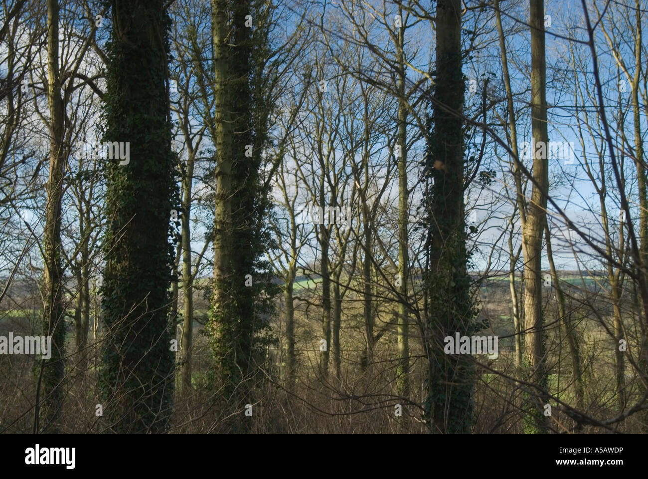 looking out to open countryside through trees in forest, Alderbury, UK ...