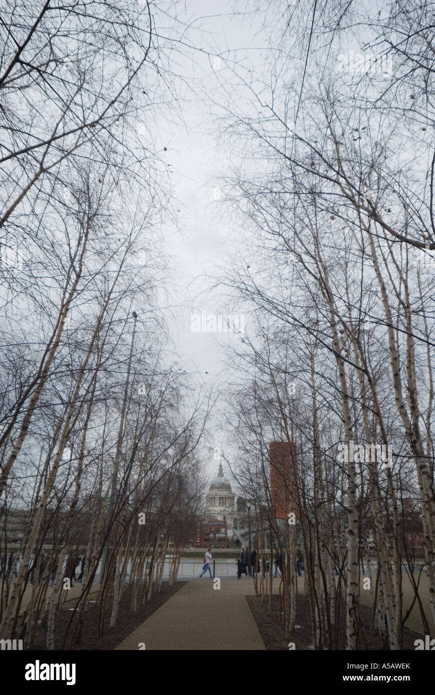 St Pauls Cathedral as seen from the birch trees outside the tate modern ...