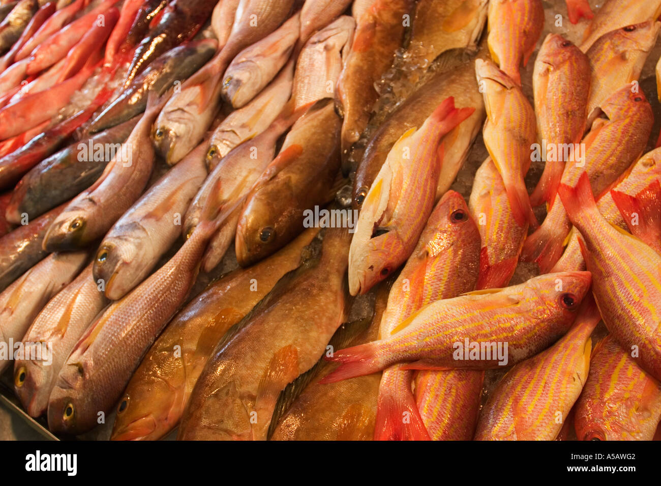 Fish in Kensington Market Toronto Canada Stock Photo - Alamy
