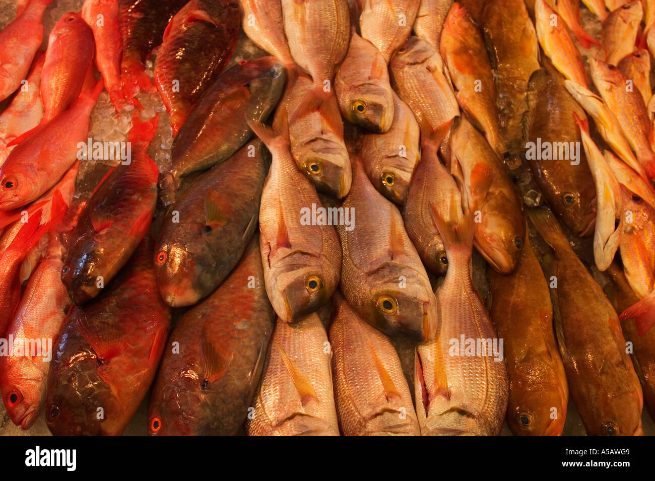 Fish in Kensington Market Toronto Canada Stock Photo - Alamy