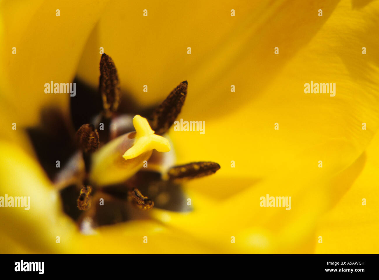 Inside of a tulip hi-res stock photography and images - Alamy