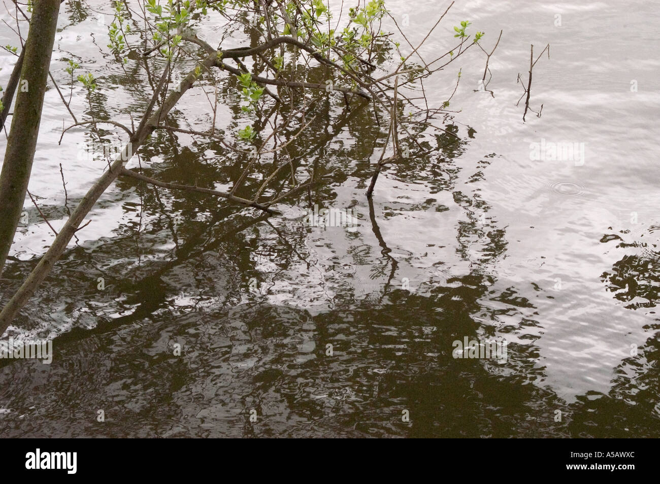 rain falling on the river Stock Photo - Alamy