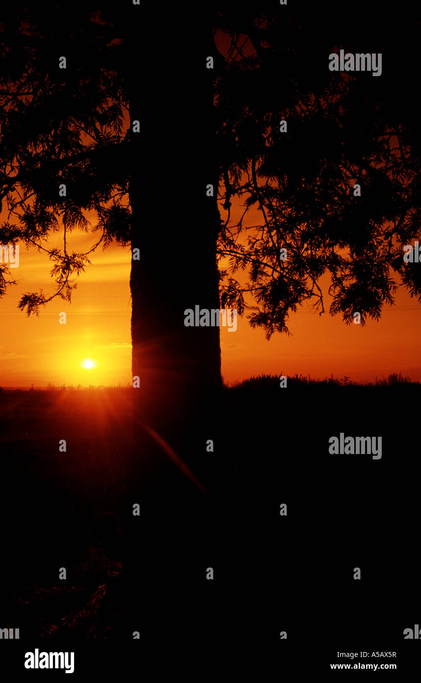 tree in silhouette Zimbabwe, Africa Stock Photo - Alamy