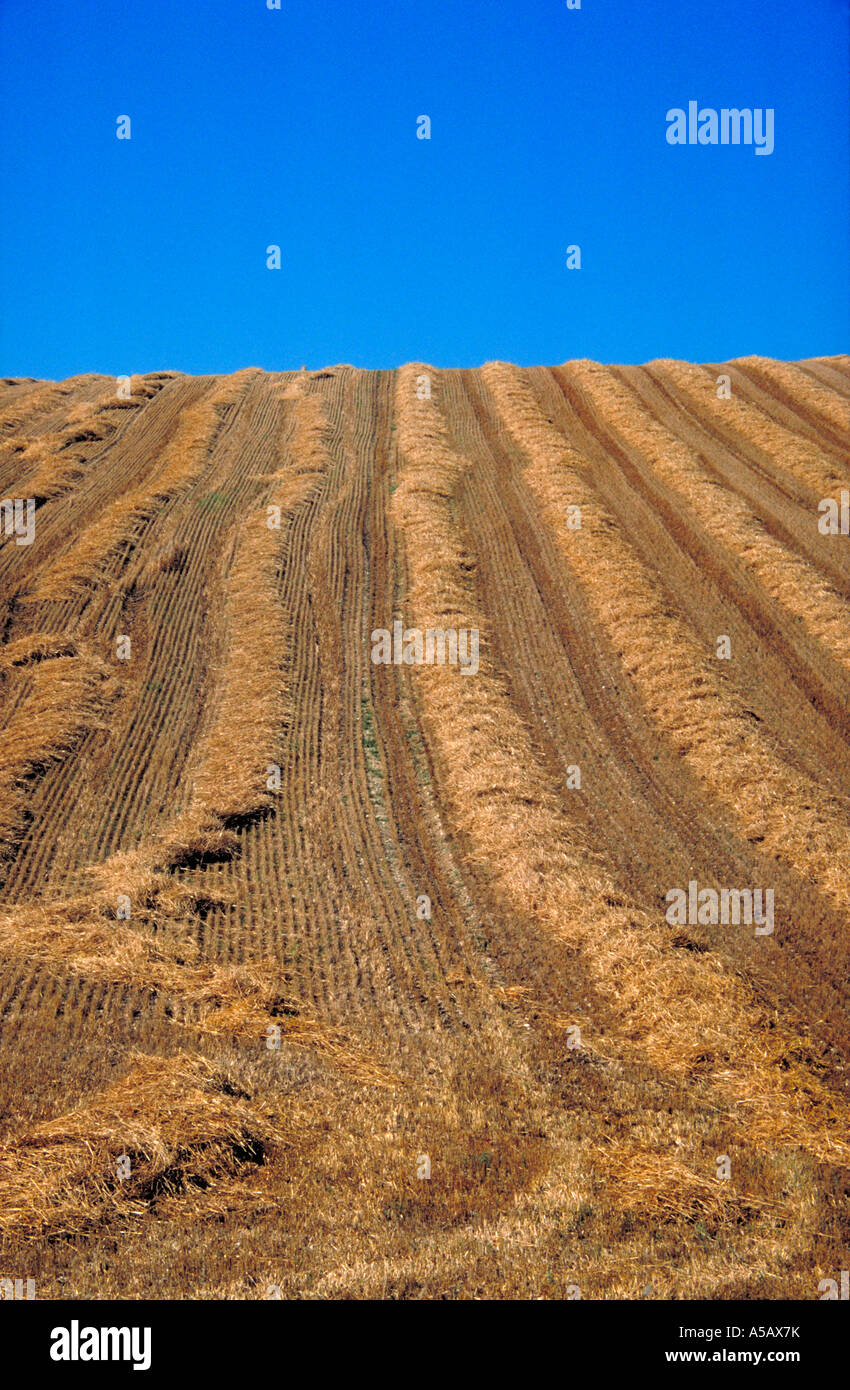 Cut Cornfield on a Hill with Blue Sky Stock Photo - Alamy