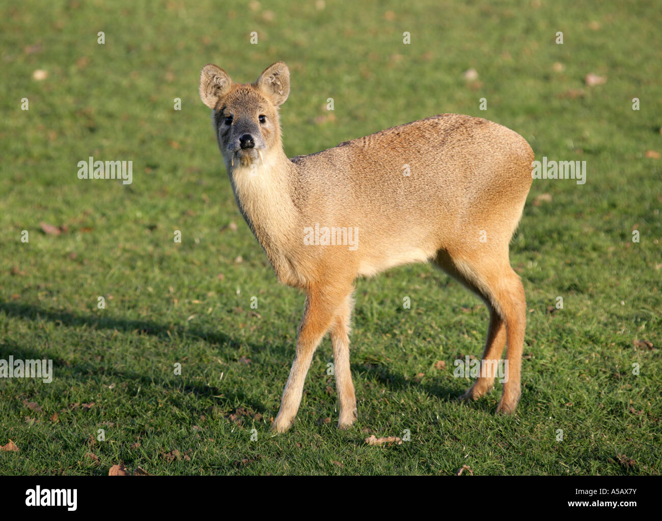 Chinese Water Deer, Hydropotes inermis inermis, Cervidae Stock Photo ...