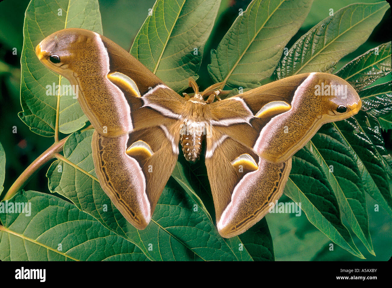 Cynthia Moth High Resolution Stock Photography and Images - Alamy
