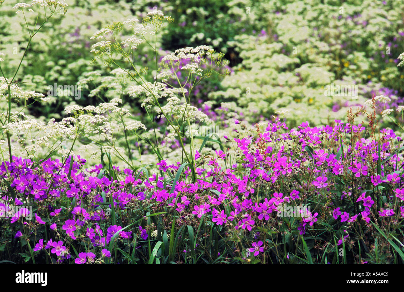 Northern cranesbill hi-res stock photography and images - Alamy