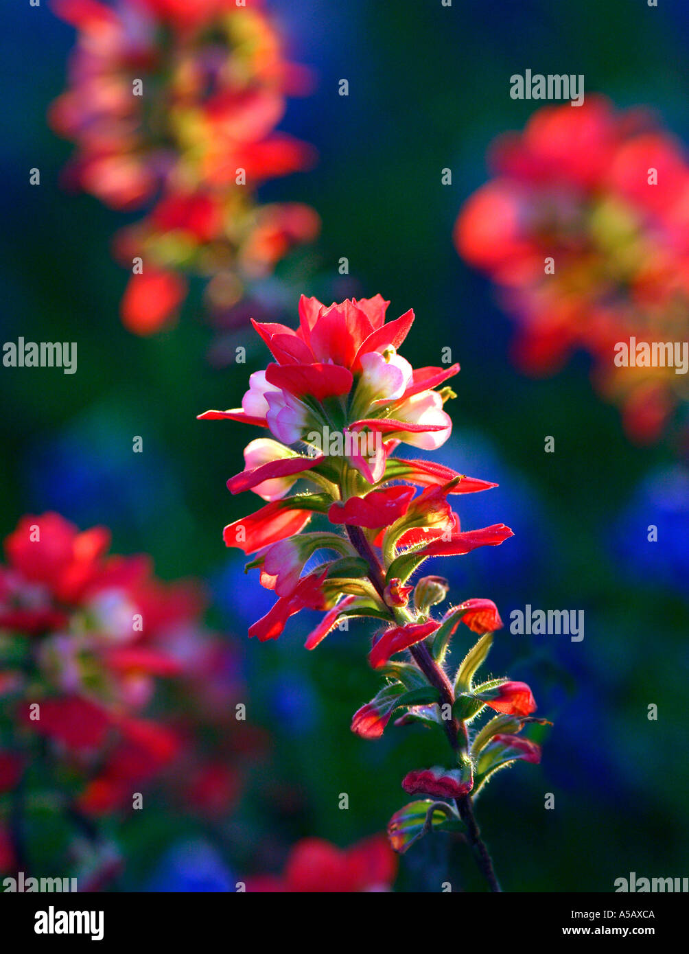 Texas Indian Paintbrush: Castilleja indivisa Stock Photo - Alamy