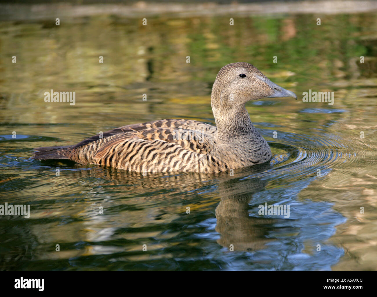 Eider Duck, Somateria mollissima, Anatidae, Female Stock Photo - Alamy