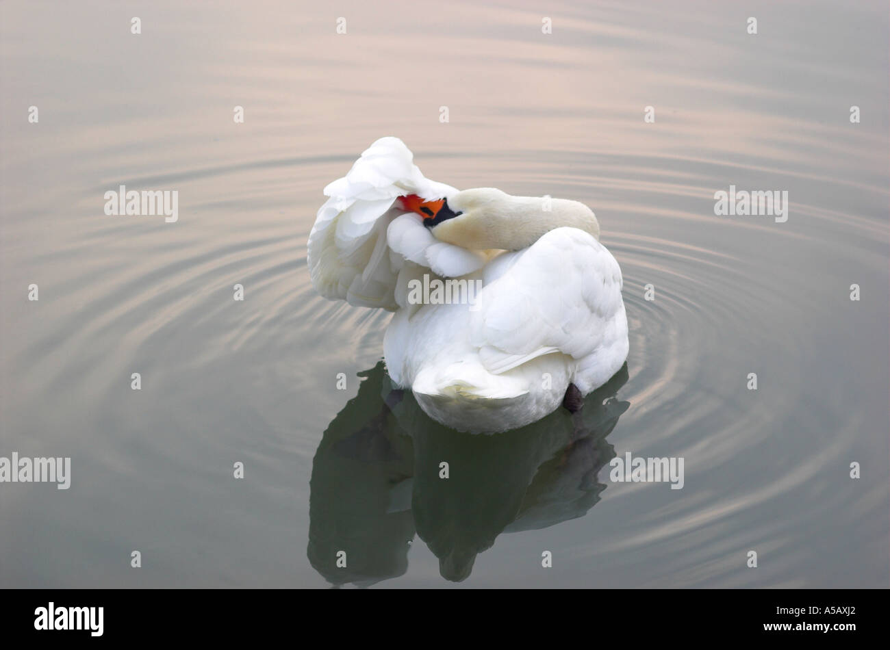Mute swan Cygnus olor stretches round to preen its wing feathers Stock ...