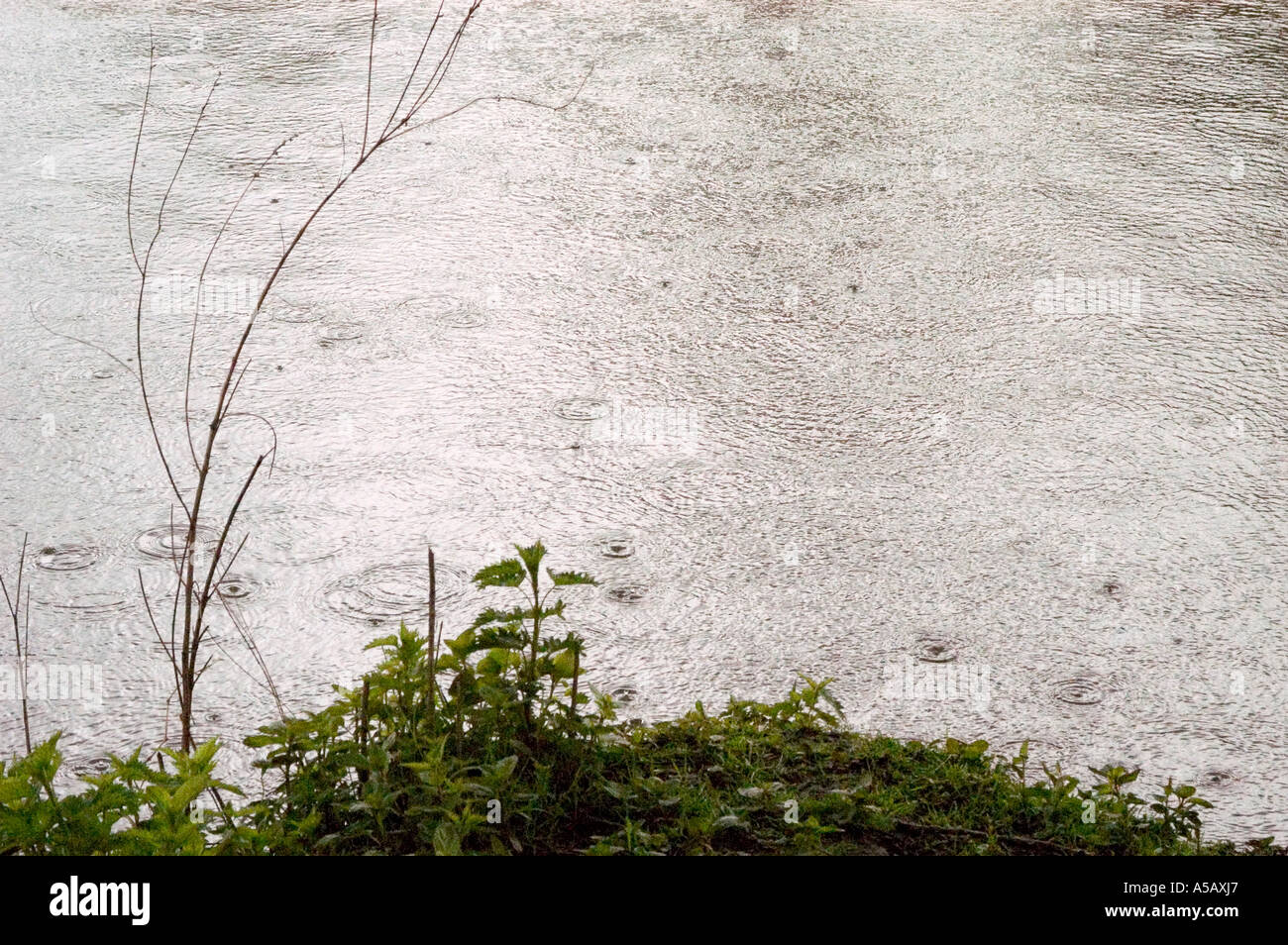 rain falling on the river Stock Photo - Alamy