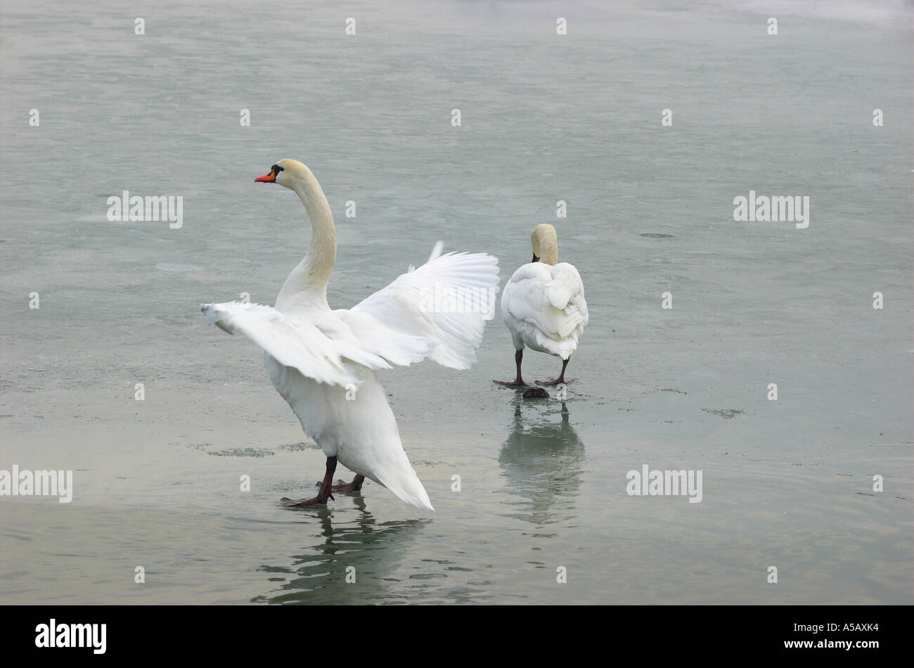 Swan with spread its wings hi-res stock photography and images - Alamy