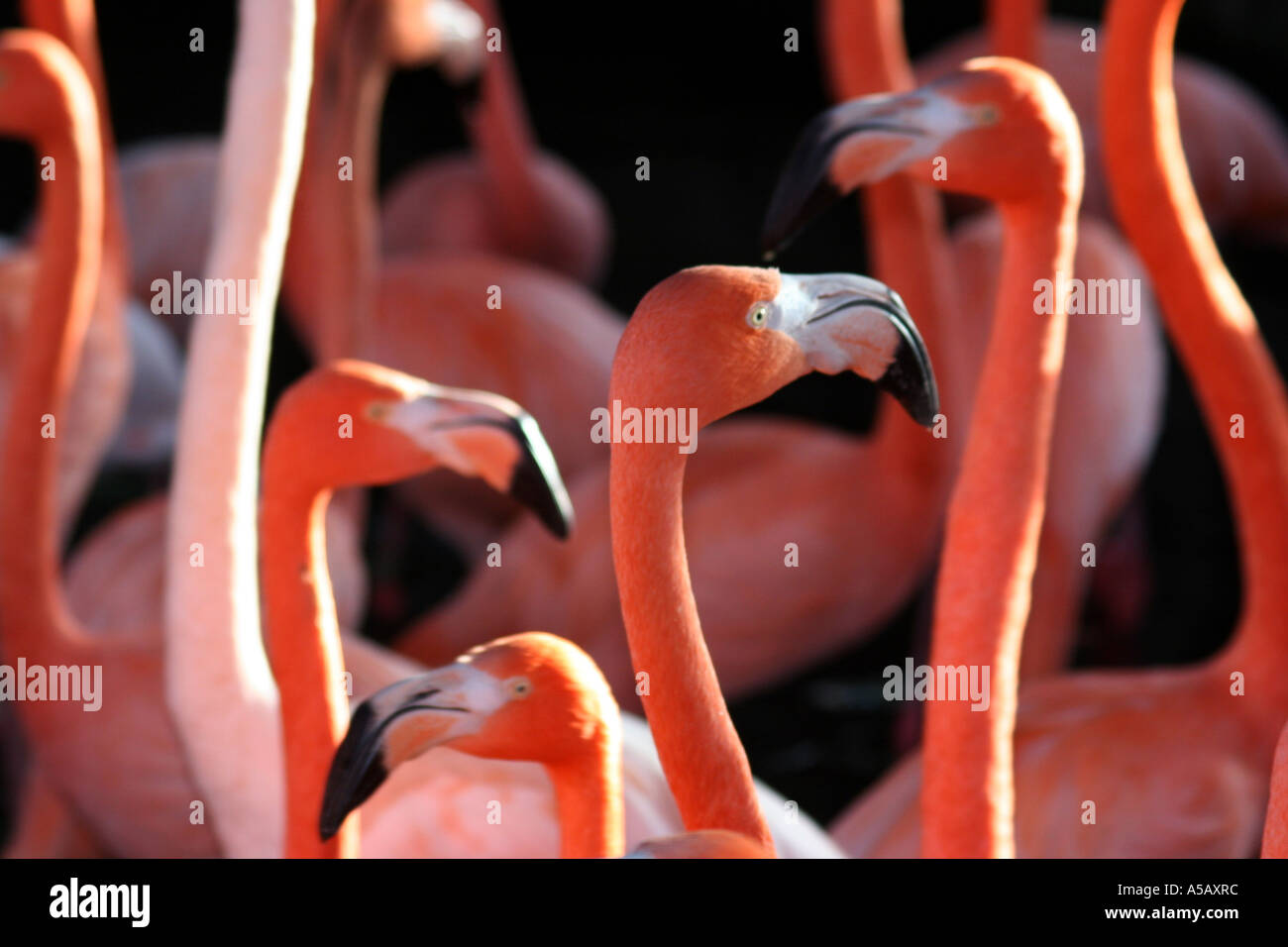 Dripping beaks hi-res stock photography and images - Alamy