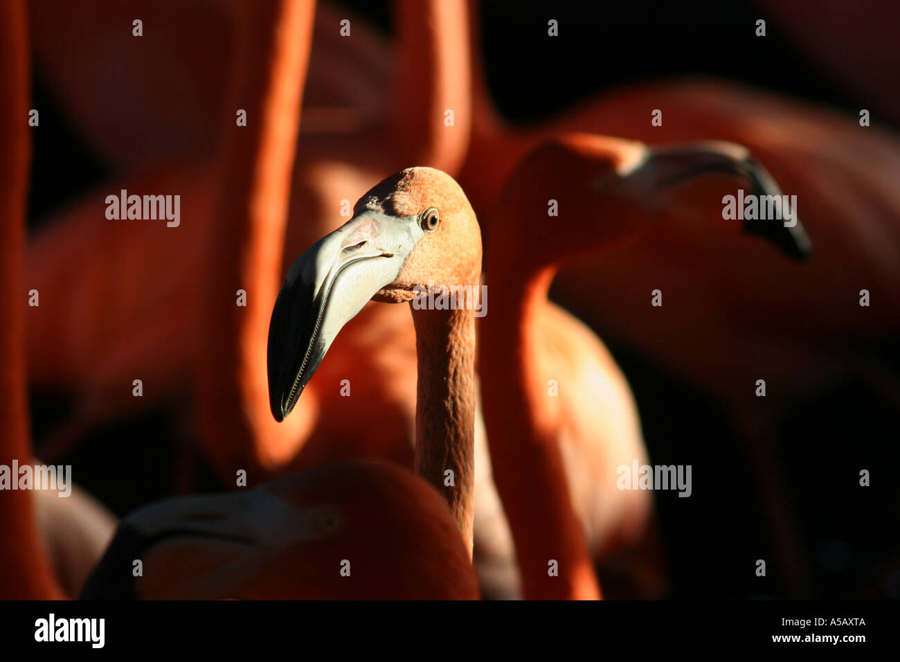 Dripping beaks hi-res stock photography and images - Alamy