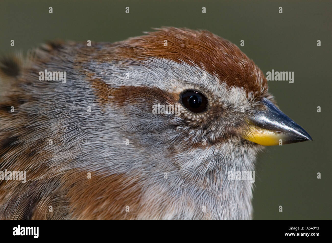 American tree sparrow (Spizella arborea) Portrait specimen captured for ...