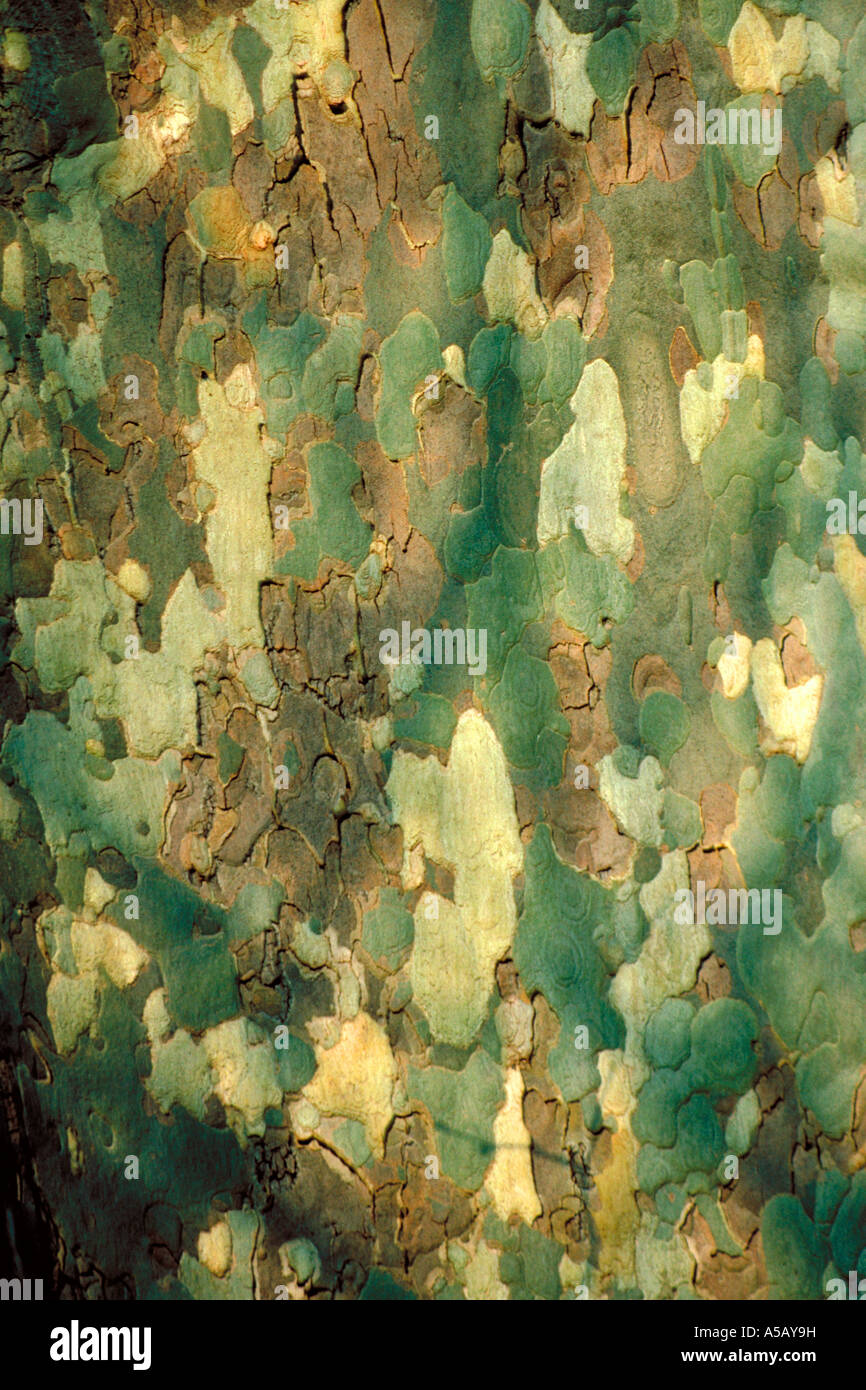 London Plane Tree Bark Platanus hybrida Stock Photo - Alamy