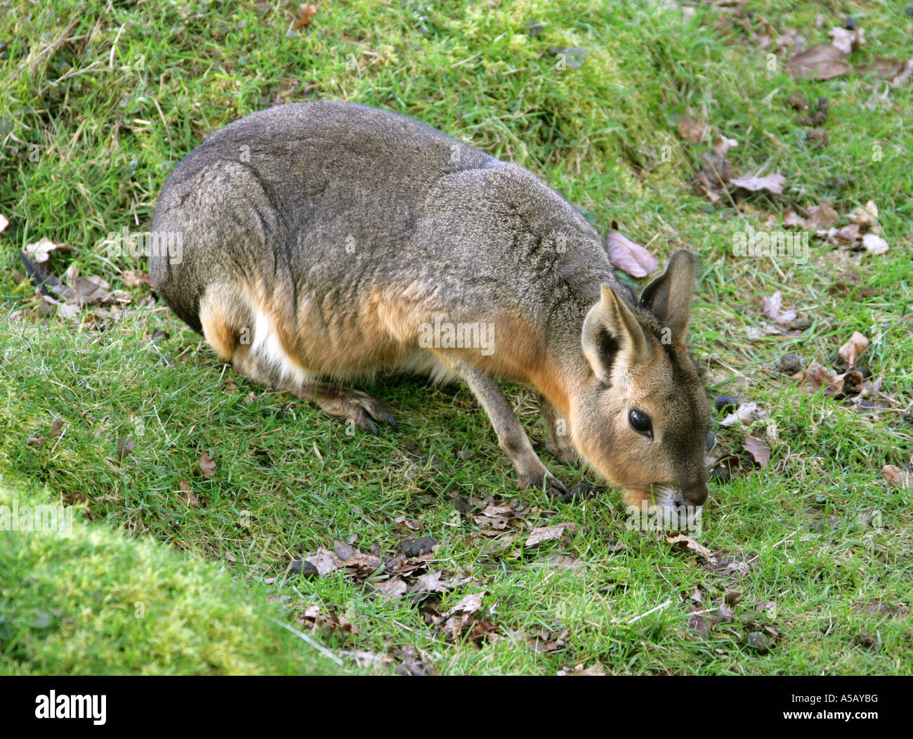 Mara, Dolichotis patagonum Stock Photo - Alamy