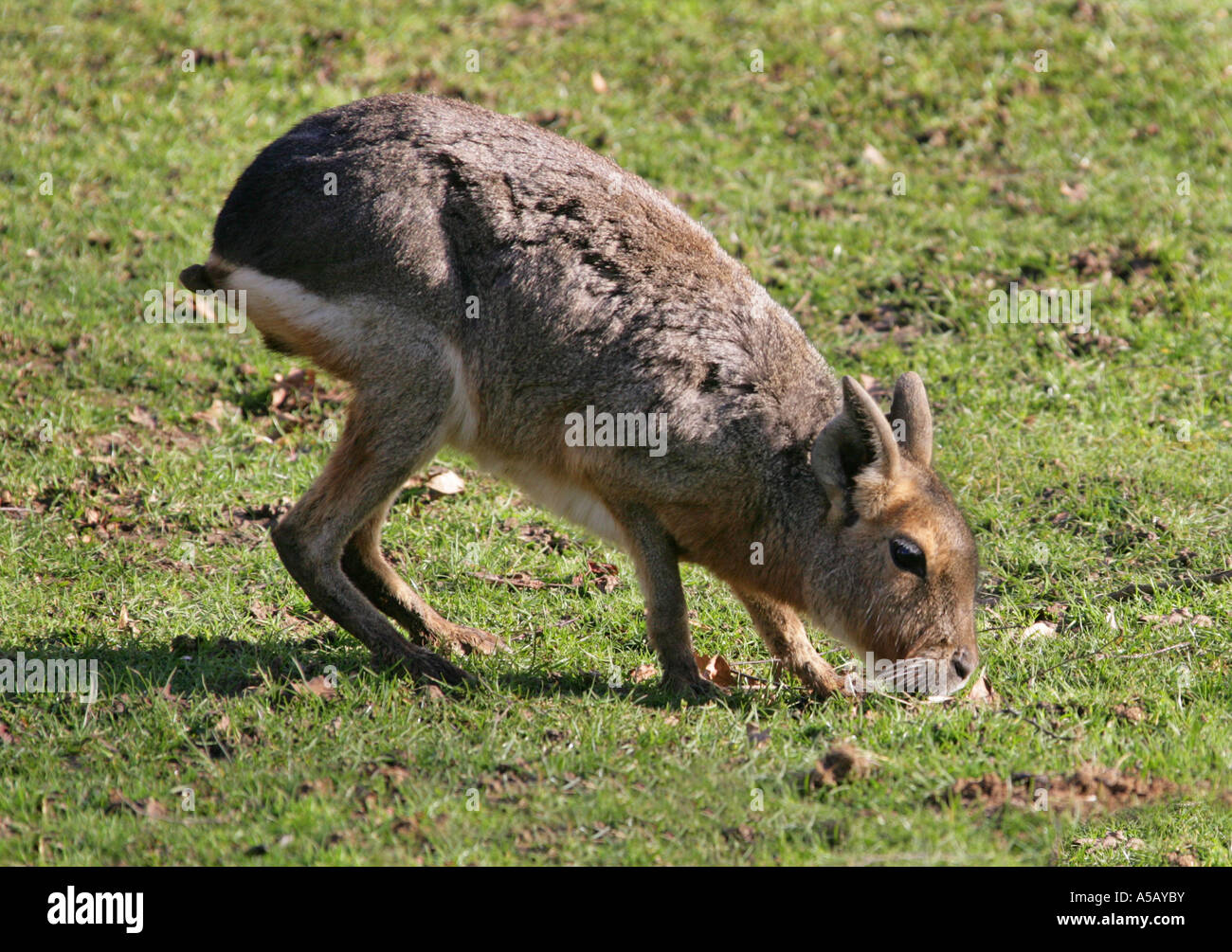 Mara, Dolichotis patagonum Stock Photo - Alamy