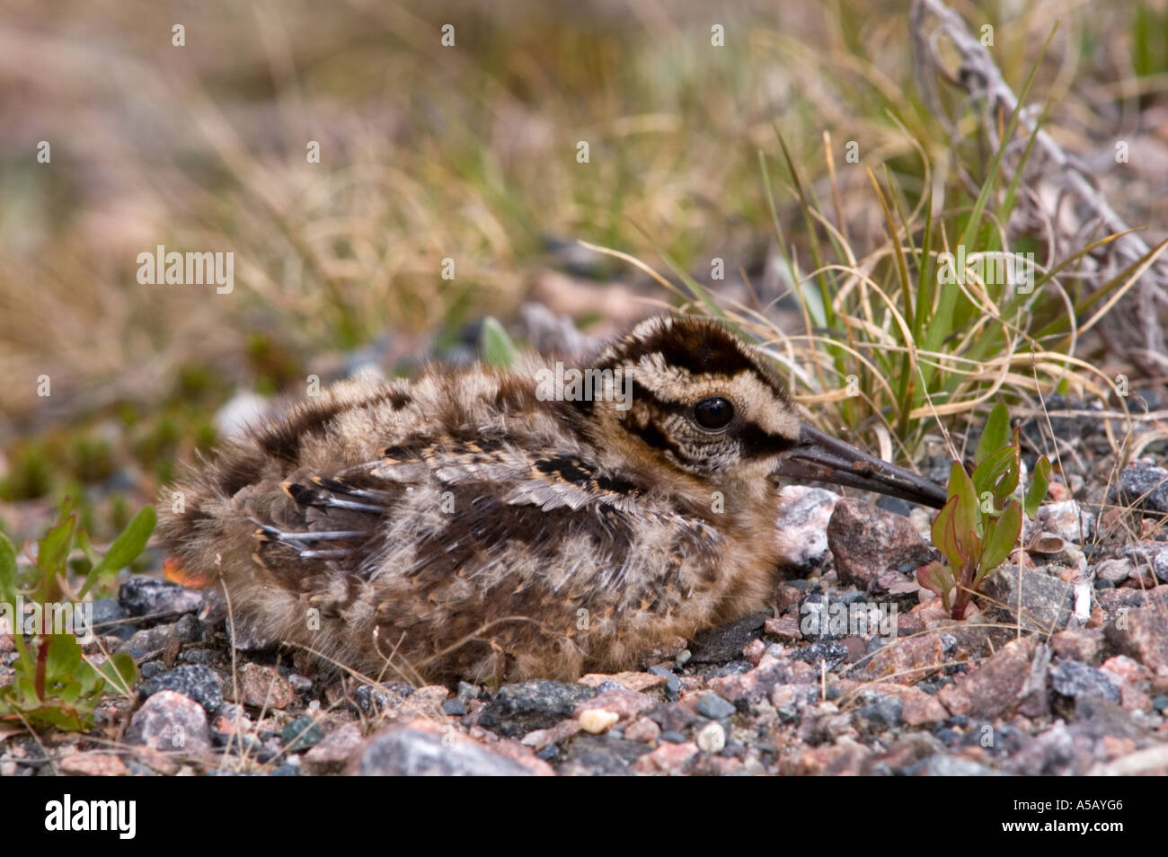 American woodcock (Scolopax minor) Newborn chick camouflaged at ...