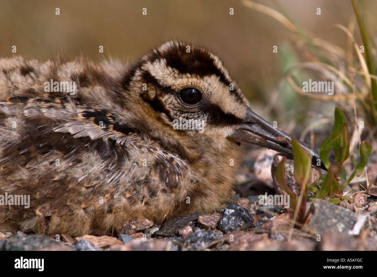 American woodcock (Scolopax minor) Newborn chick camouflaged at ...