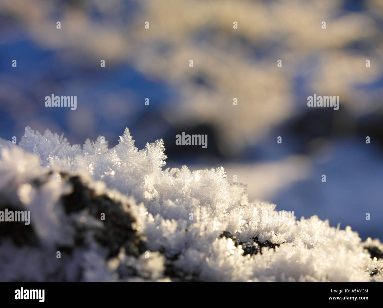 Ice Crystals on tree branches, Lake Myvatn, Iceland Stock Photo - Alamy