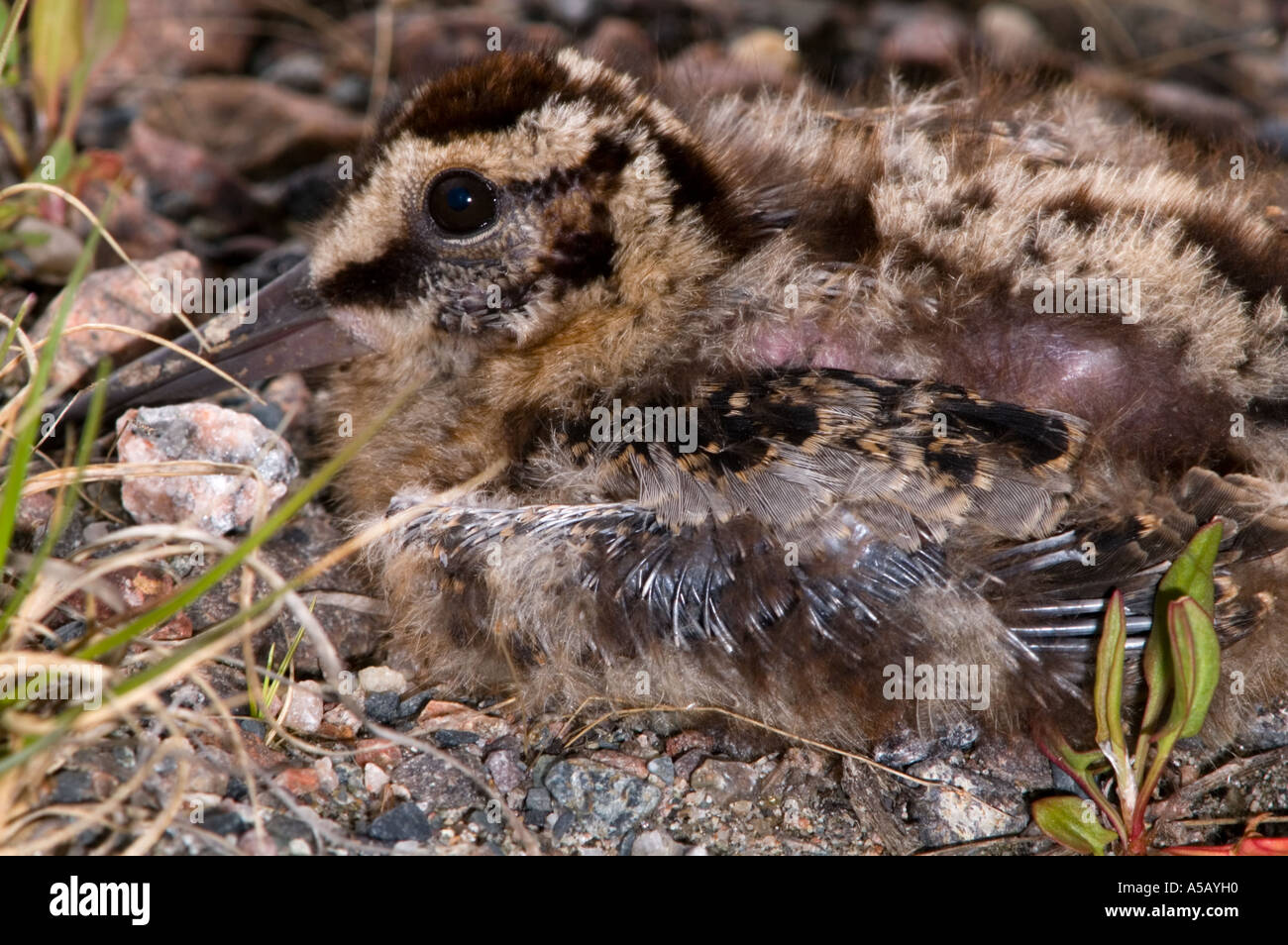 American woodcock (Scolopax minor) Newborn chick camouflaged at ...