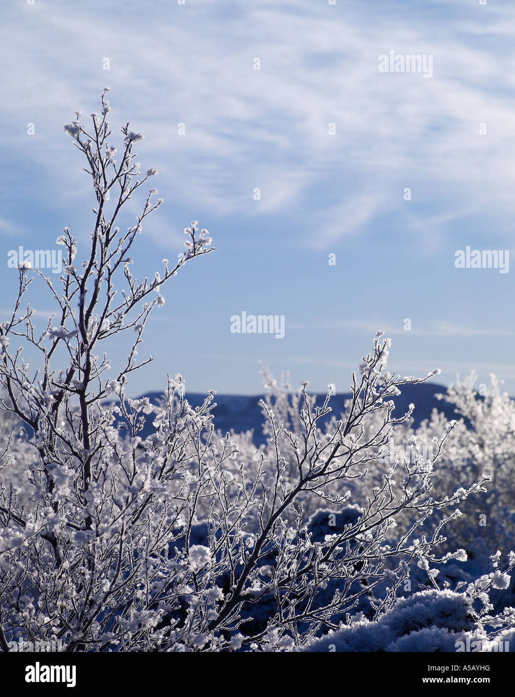 Ice Crystals on tree branches , Lake Myvatn, Iceland Stock Photo - Alamy