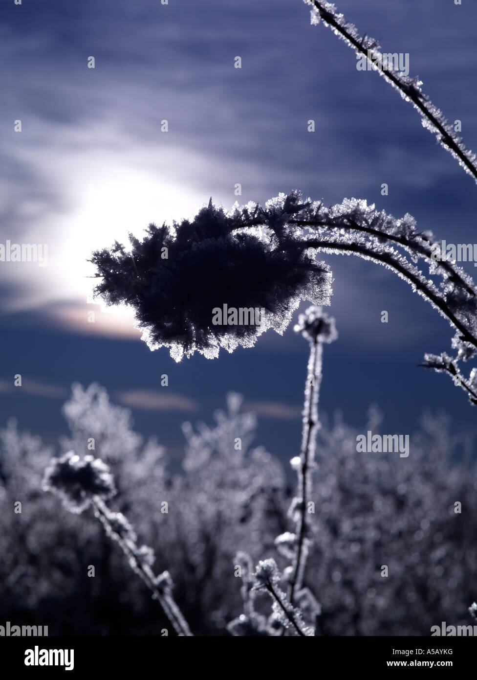 Moonlight with Ice Crystals on tree branches , Lake Myvatn, Iceland ...