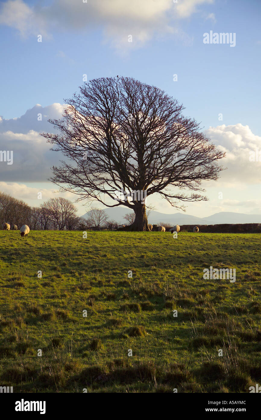 Lone Winter Tree Anglesey North West Wales Stock Photo - Alamy