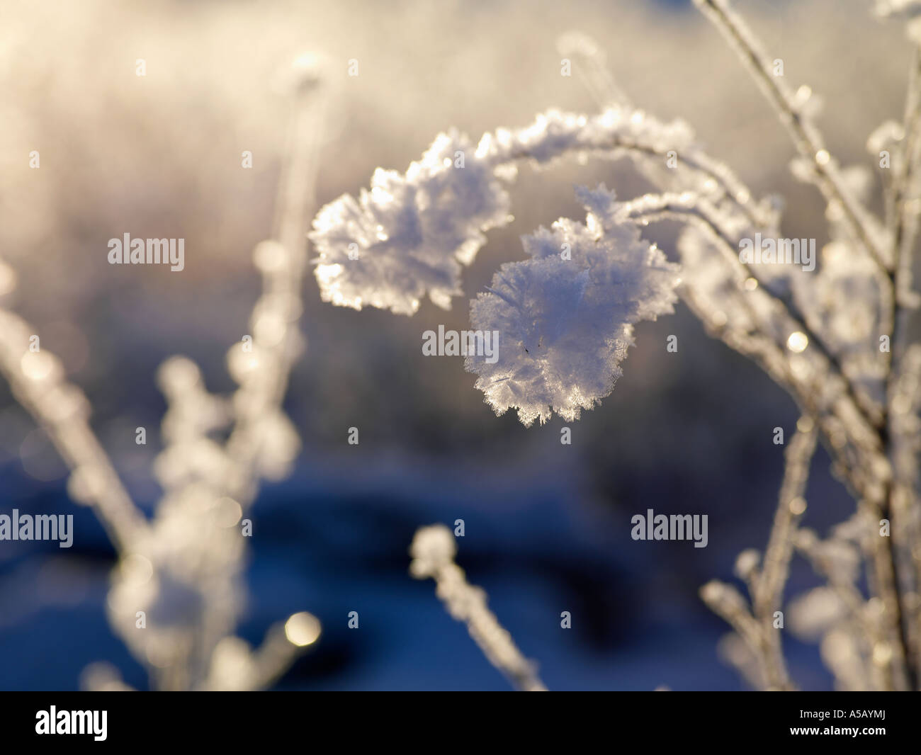 Ice Crystals on tree branches , Lake Myvatn, Iceland Stock Photo - Alamy