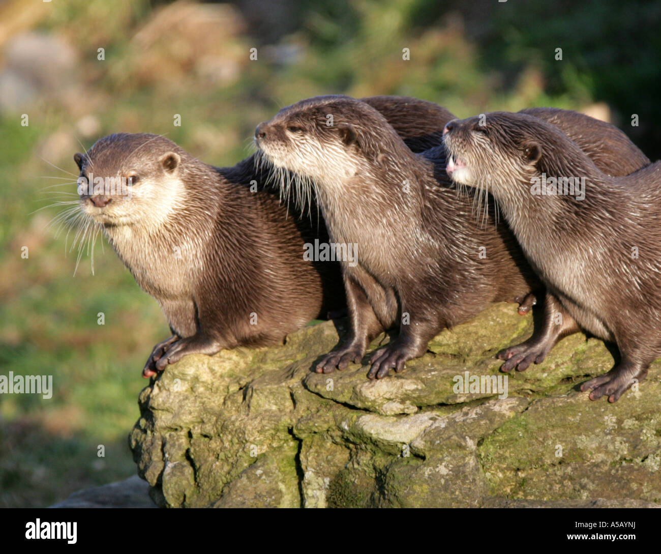 Oriental Small-clawed Otters, Aonyx cinerea. Also Known as Asian Short ...